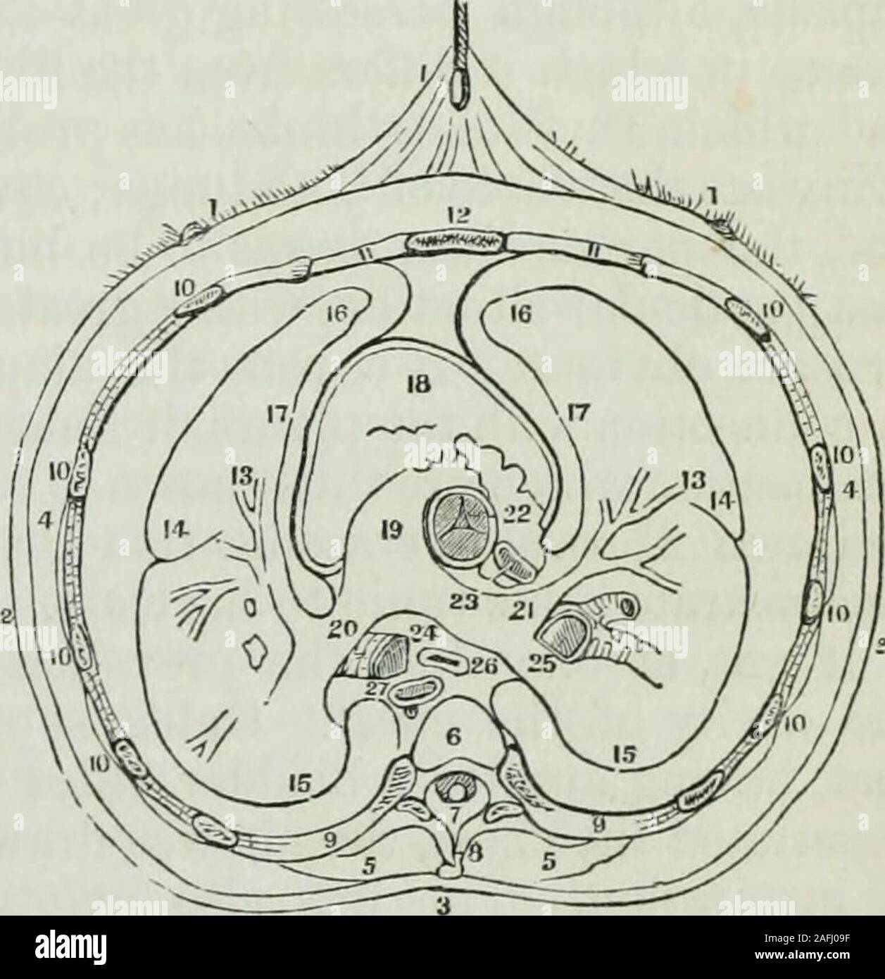 Peritoneum serous membrane hi-res stock photography and images - Alamy