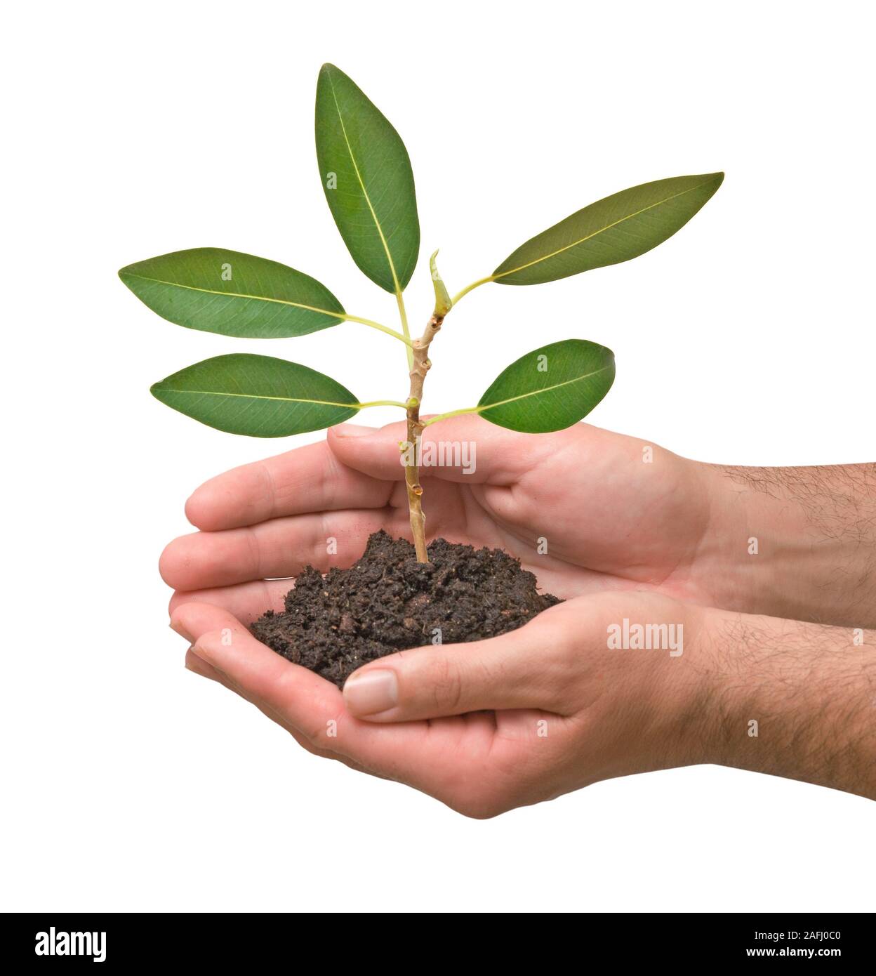 sapling in hands Stock Photo - Alamy