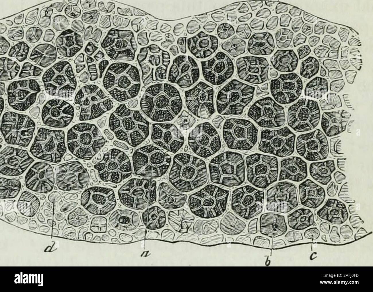 . Human physiology. Fig. 84.. Thin slice from the Pleural Surface of a ...