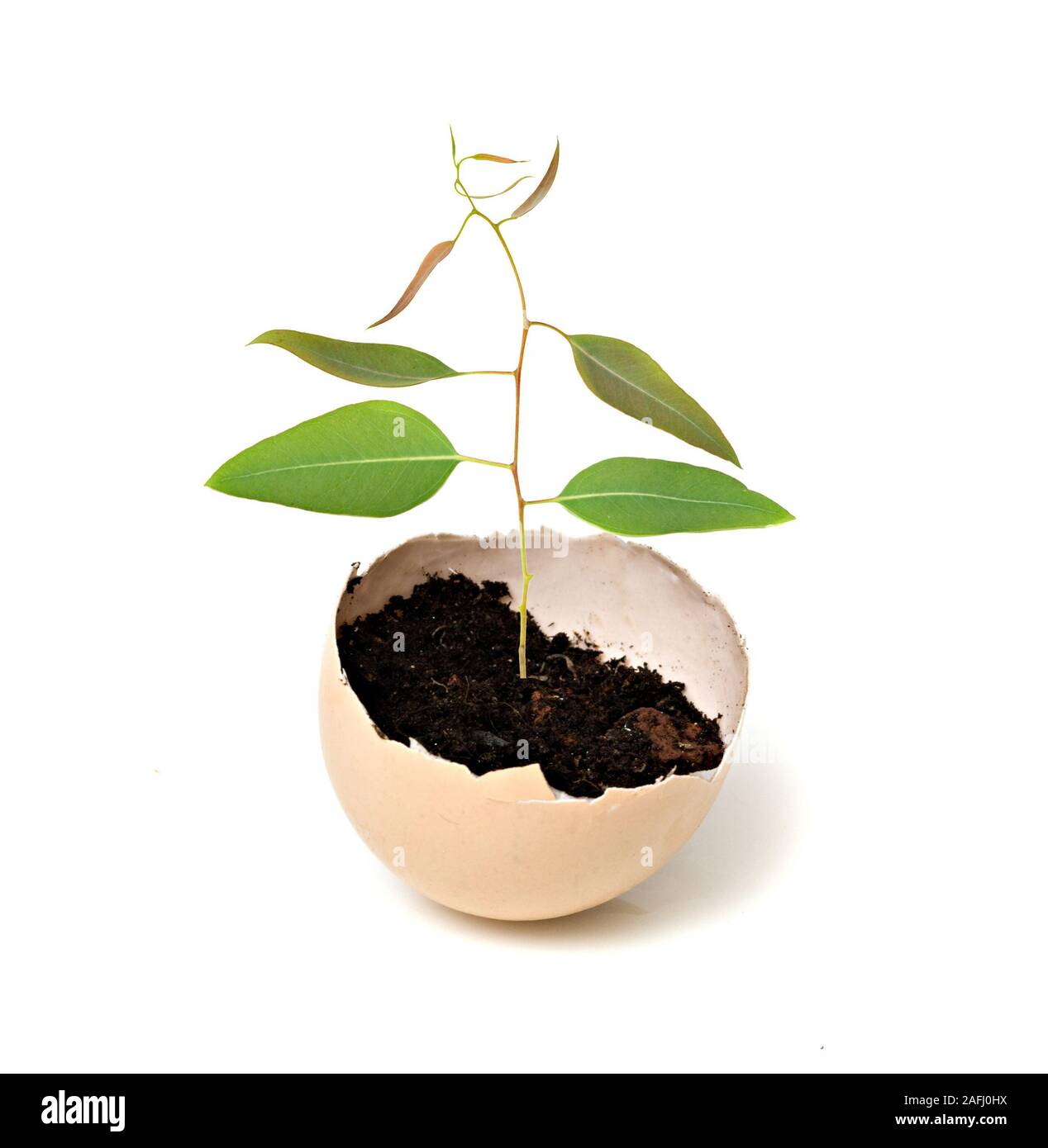 Gumtree Cut Out Stock Images & Pictures - Alamy