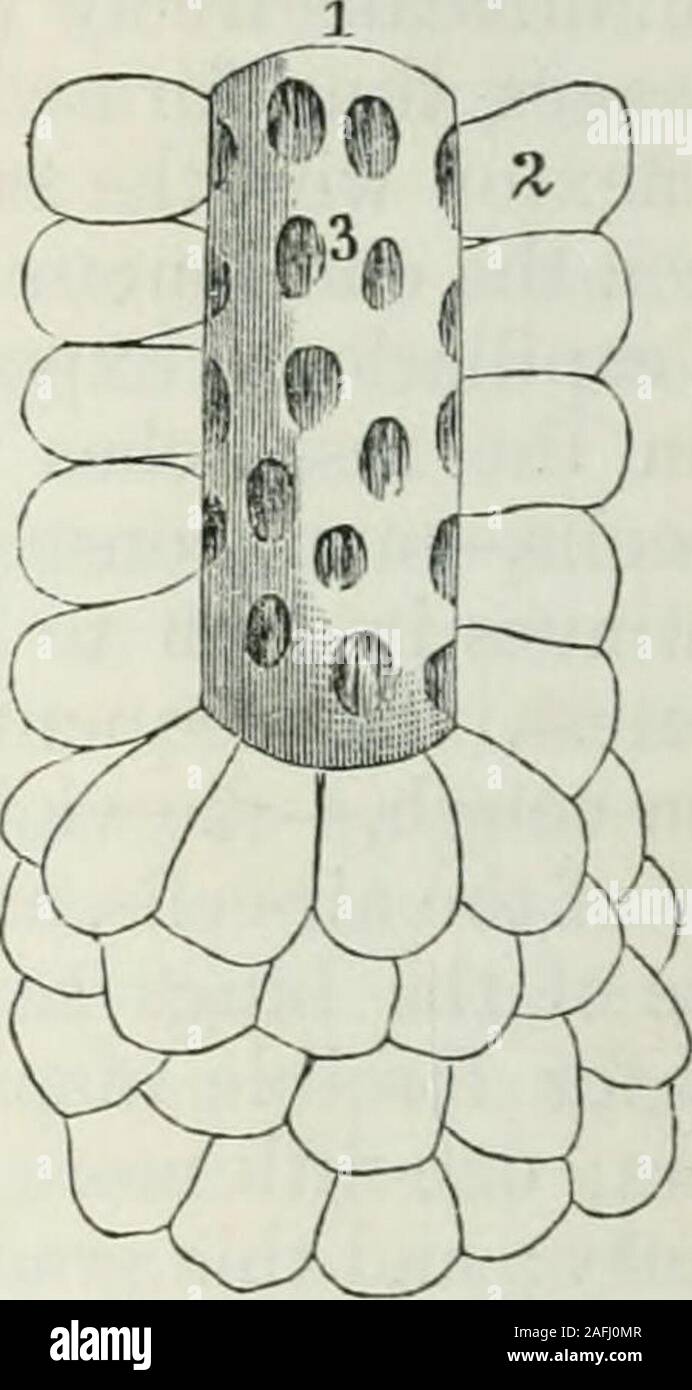 . Human physiology. Transverse Section of a portion of the ...