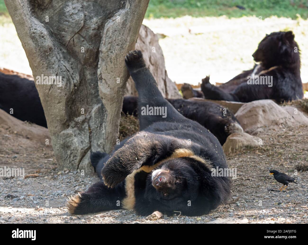 Funny Moment of Himalayan Black Bear Lie Down on The Ground Isolated on ...