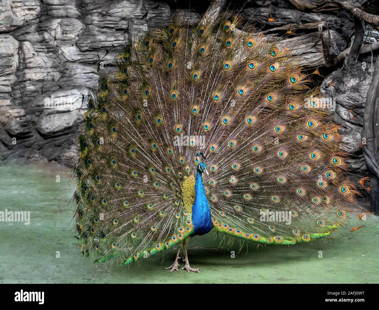 Closeup Male Indian Peafowl or Indian Peacock is Spreading Feathers ...