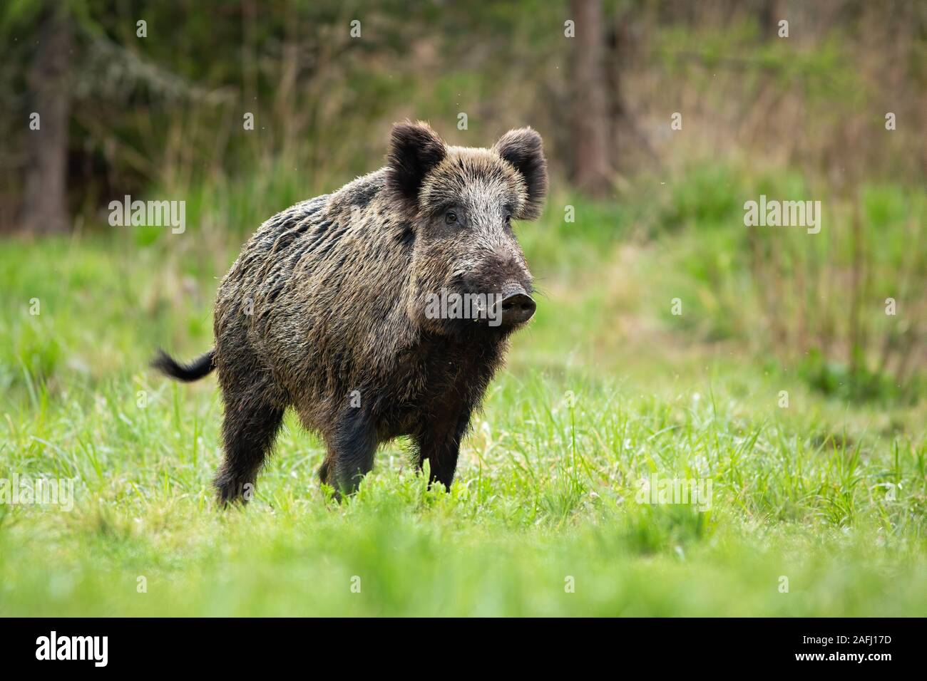 Fierceful hi-res stock photography and images - Alamy