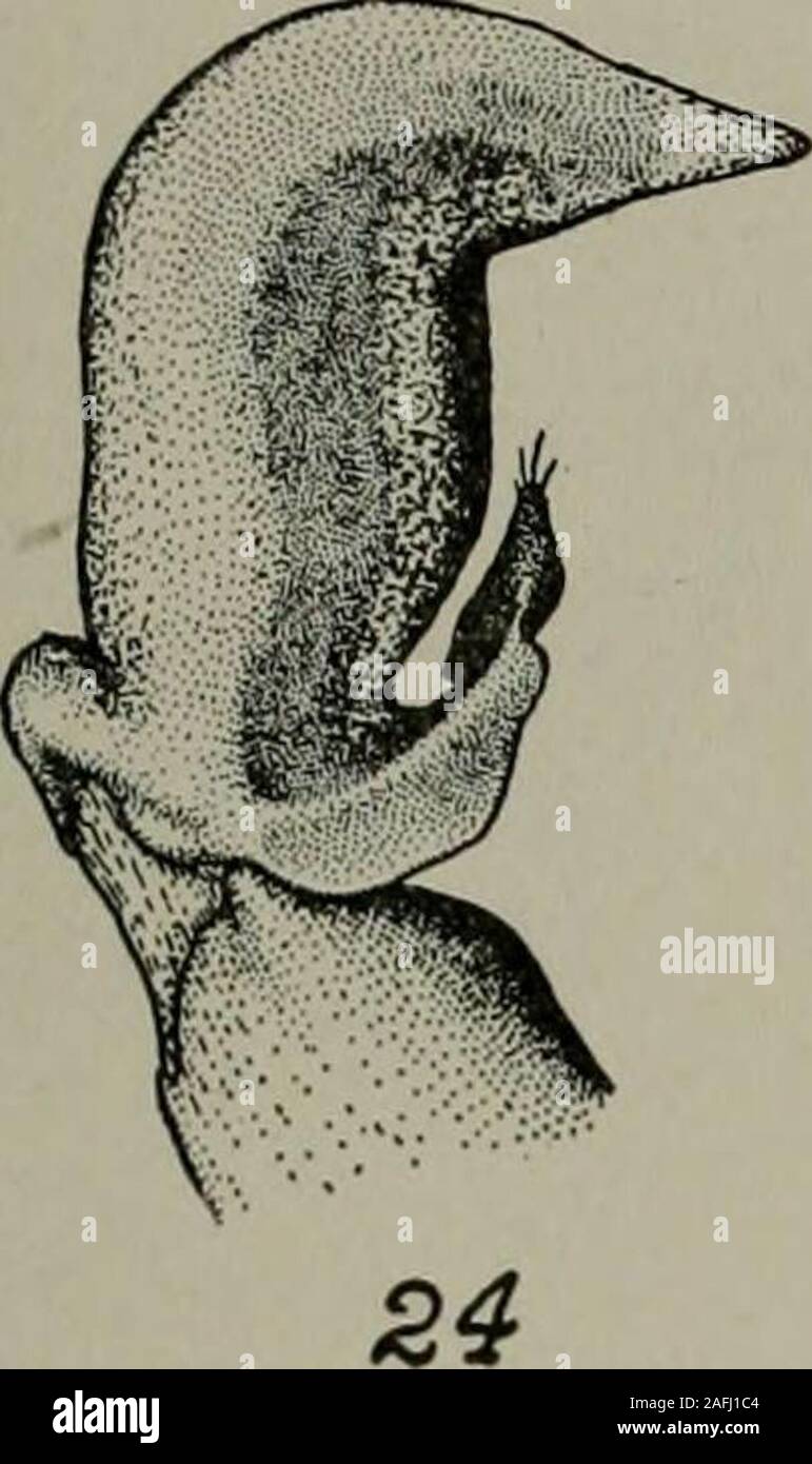 . Bulletin. Plate XLIV Phyllophaga inipar, n. sp. Fig. 24. Left clasper ...