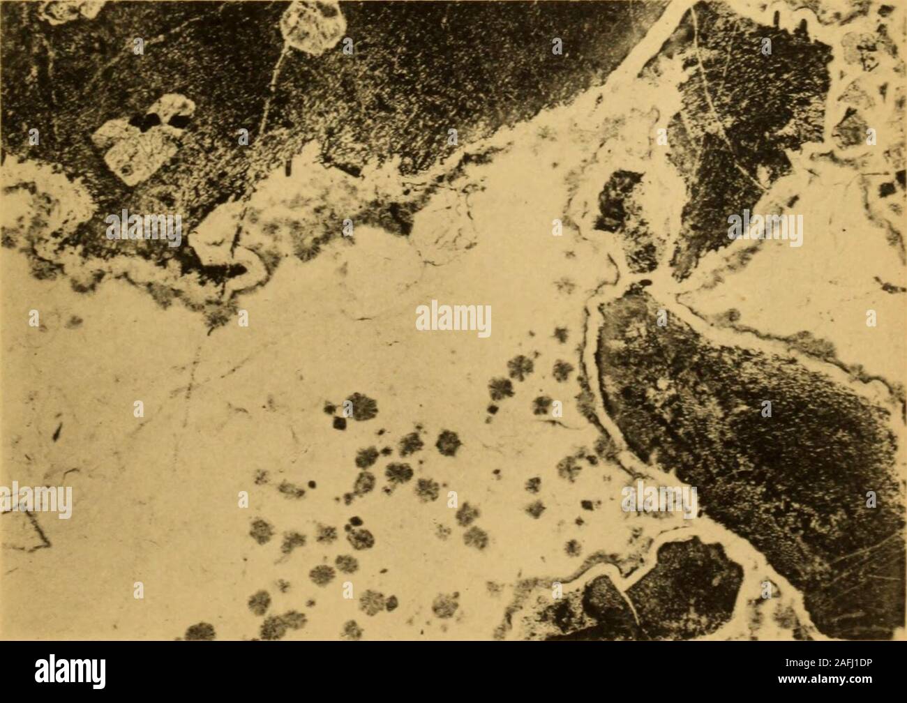 Photomicro hi-res stock photography and images - Alamy