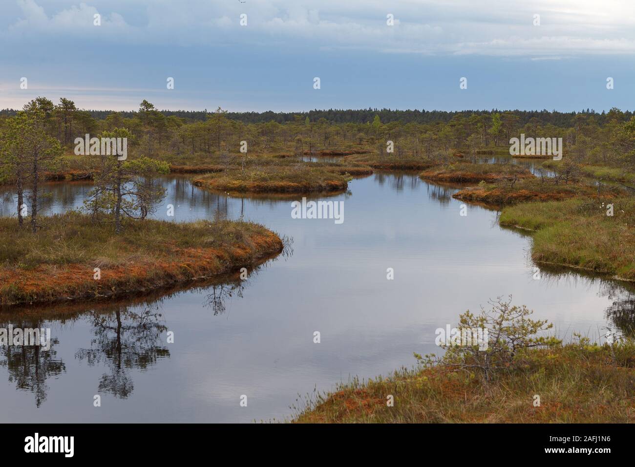 Ecopark in the bogs with small lakes and wooden pathes. Swampland in ...