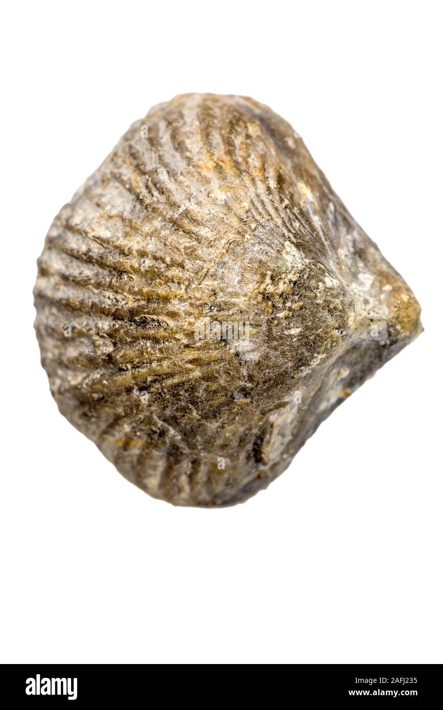 Brachiopoda hi-res stock photography and images - Alamy