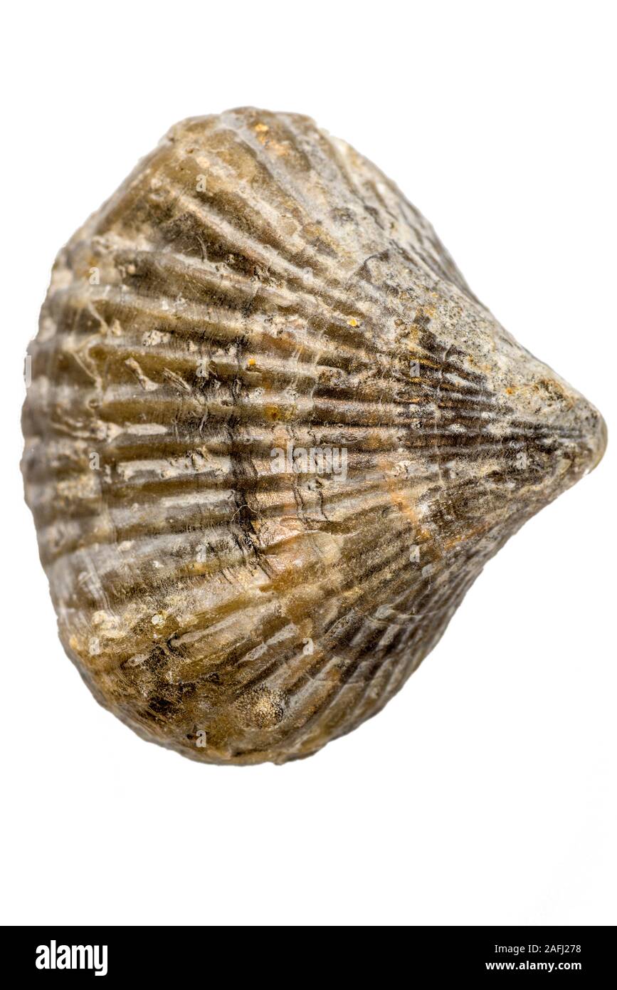 Brachiopoda hi-res stock photography and images - Alamy