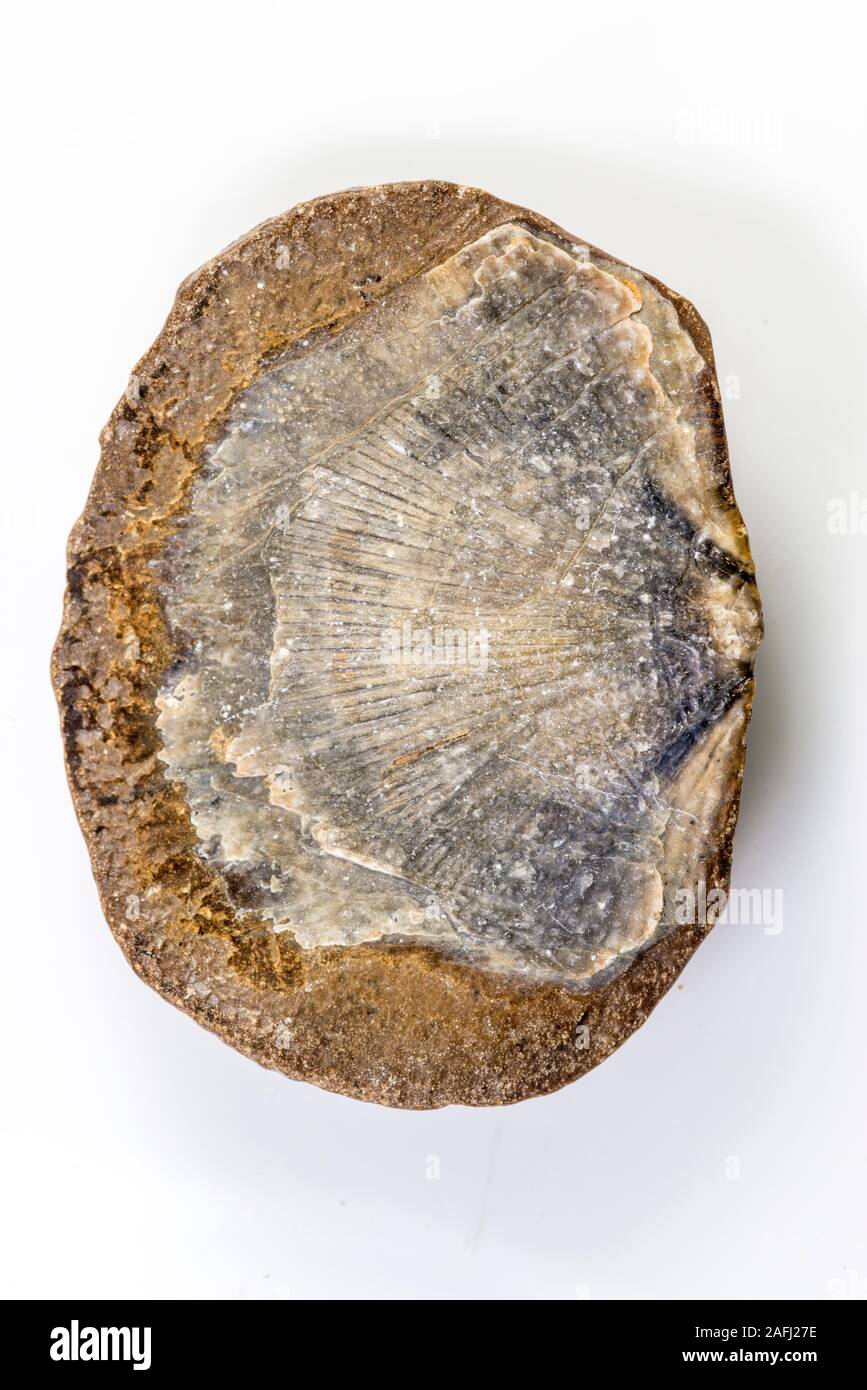 Brachiopoda fossils, jurassic animals of Germany Stock Photo - Alamy