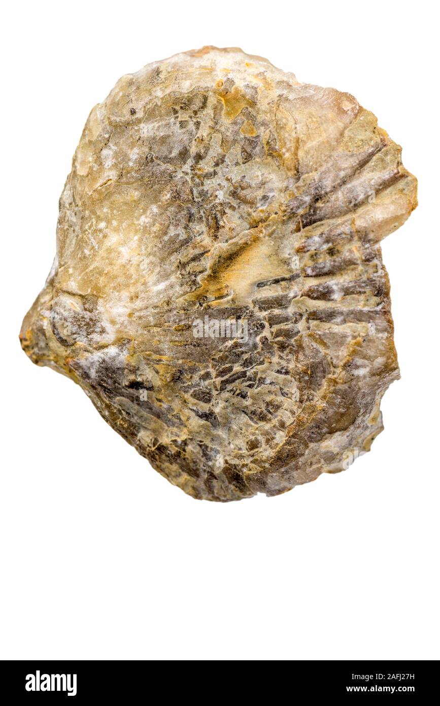 Brachiopoda hi-res stock photography and images - Alamy