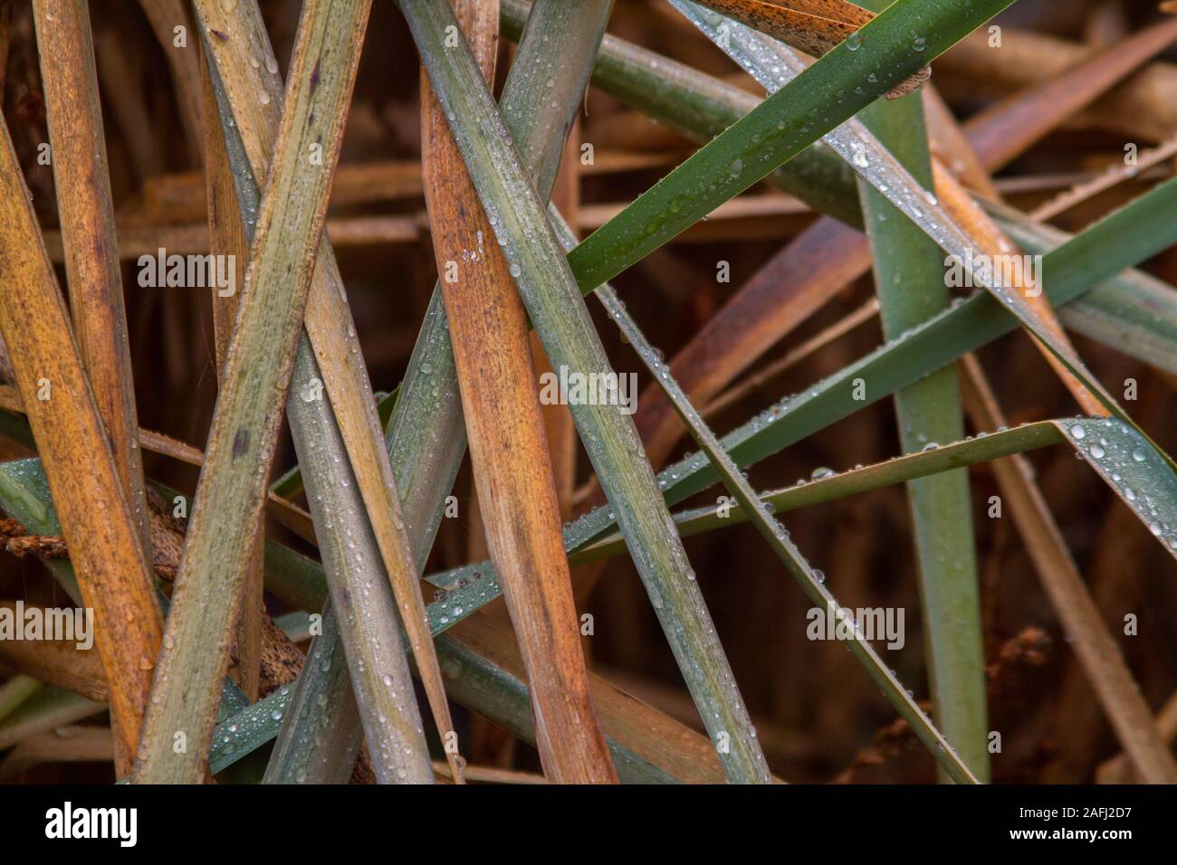 river reed covered with water droplets, winter Stock Photo - Alamy