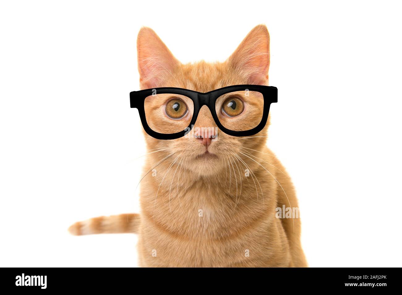 Orange ginger cat portrait facing the camera wearing black glasses ...