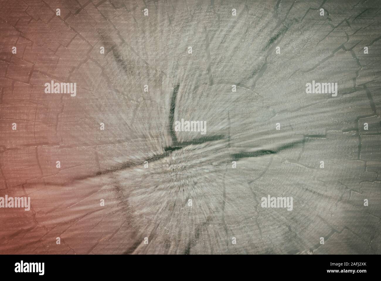 Tree cross section drawing hi-res stock photography and images - Alamy