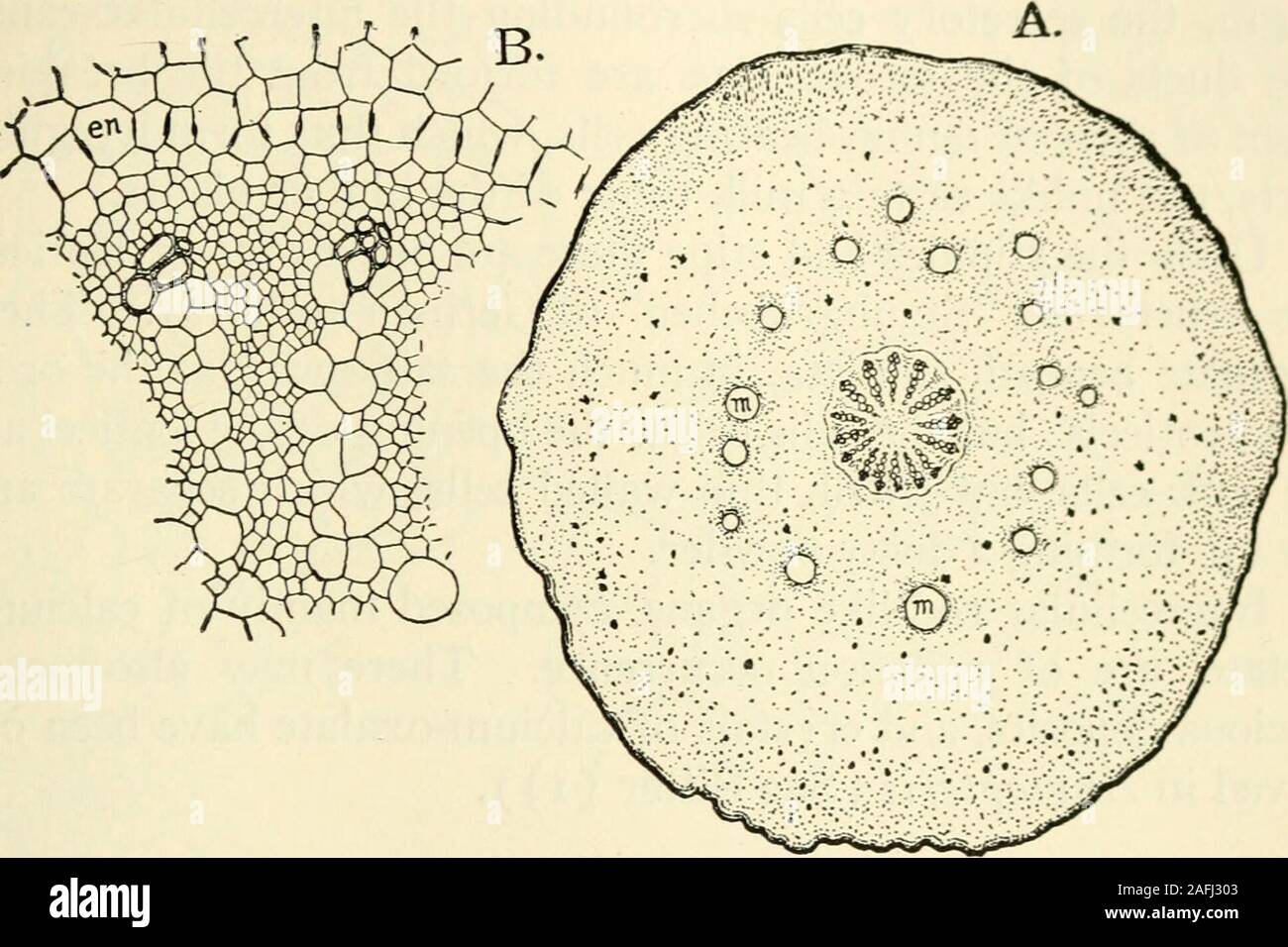 Marattiales hi-res stock photography and images - Alamy