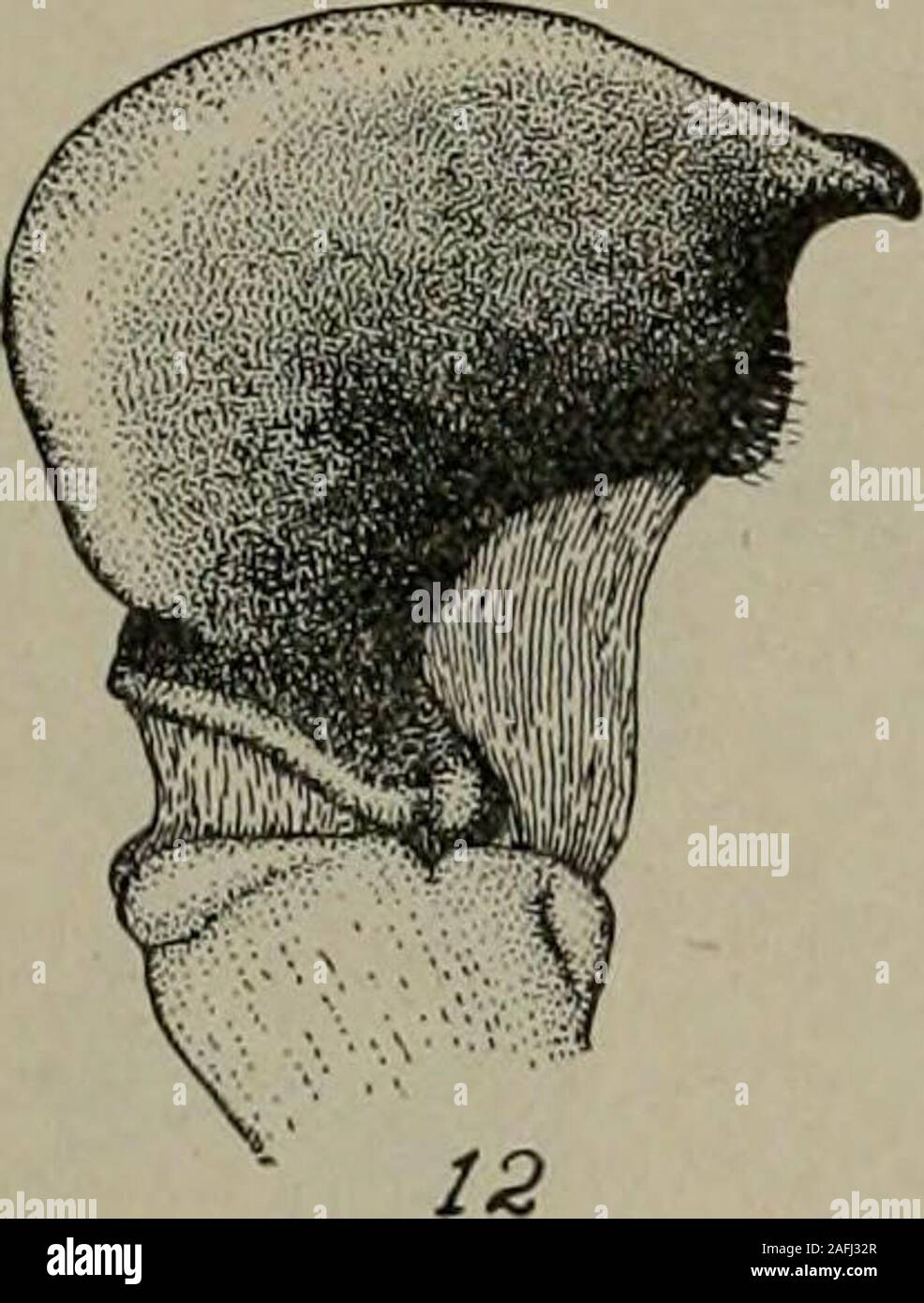 Male genitalia hi-res stock photography and images - Alamy