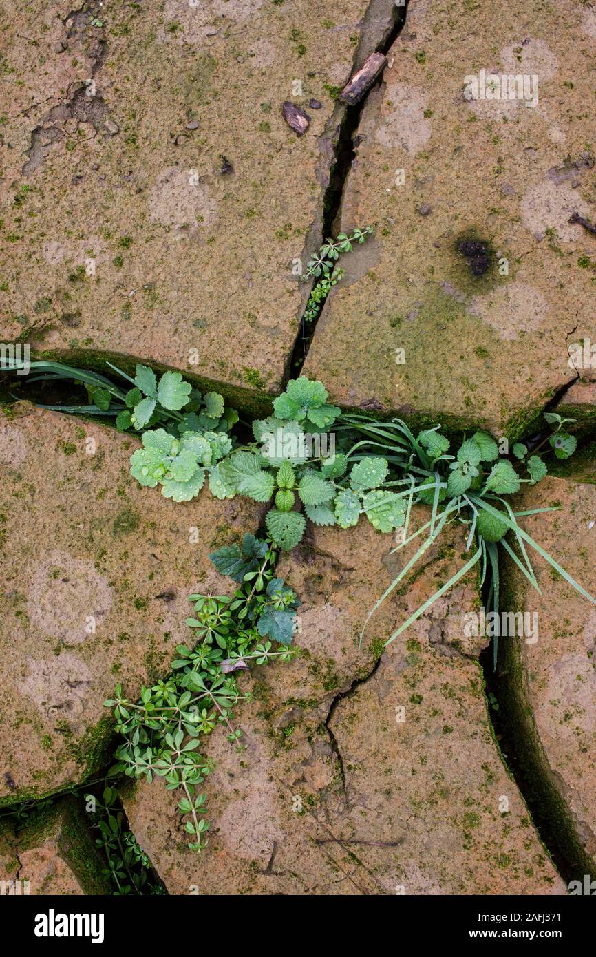 Cracked ground soil plant growth hi-res stock photography and images ...