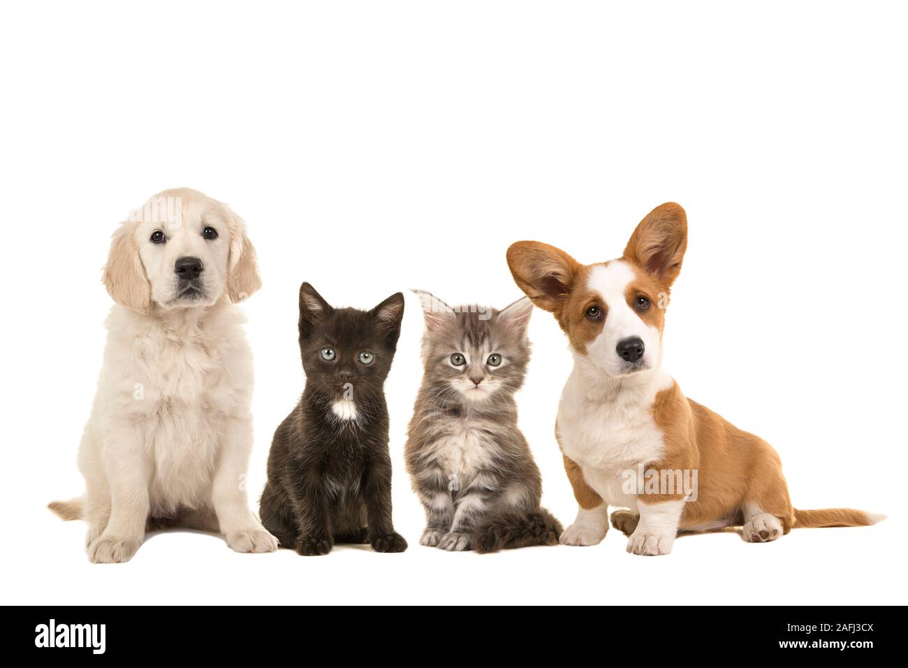 Group of different pets, two puppies and two kittens sitting next to ...