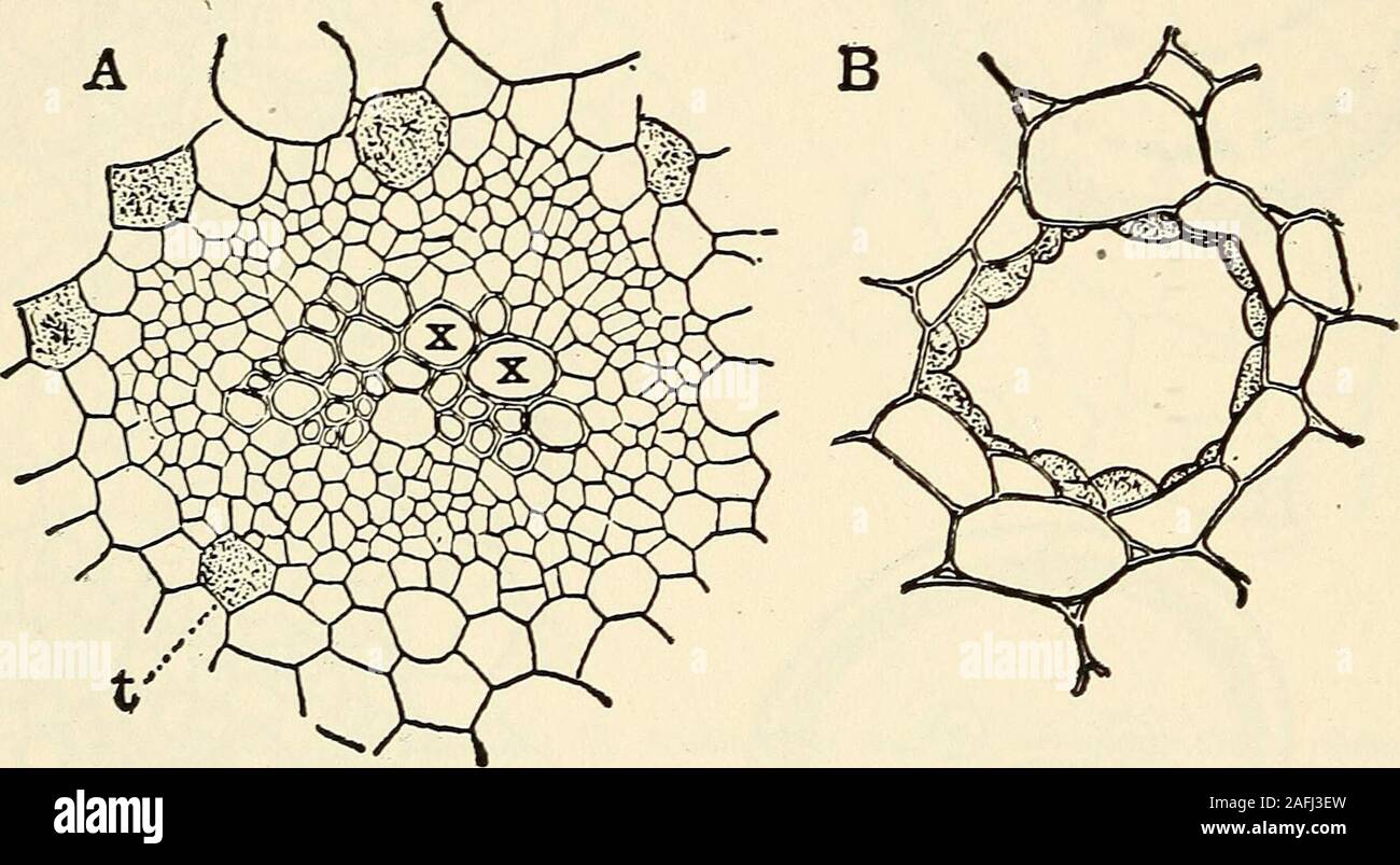 . The structure and development of mosses and ferns (Archegoniatae ...