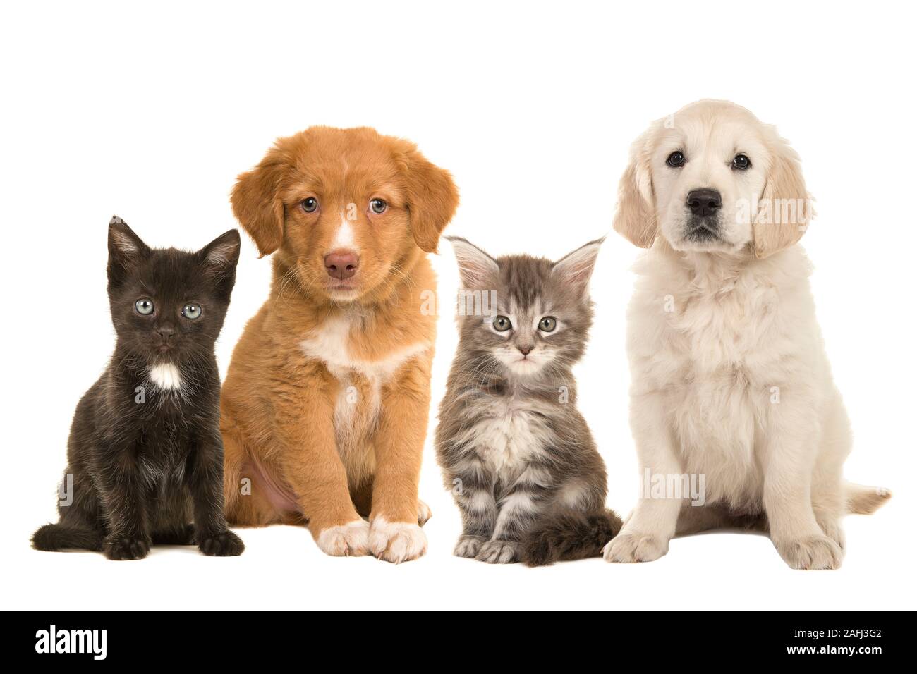 Group of different young pets, two sitting puppies and two sitting ...