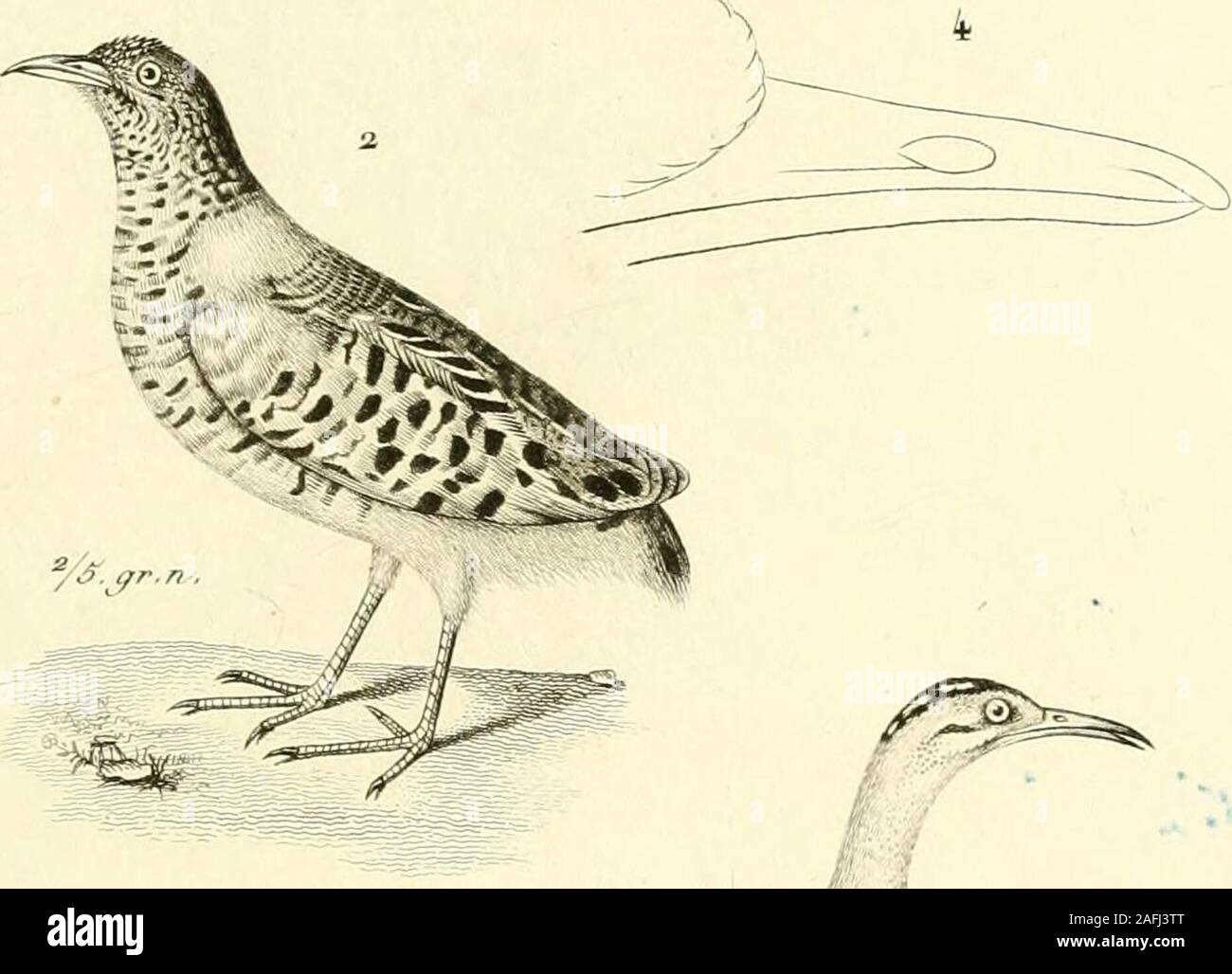 . Iconographie du règne animal de G. Cuvier, ou, Représentation d'après ...