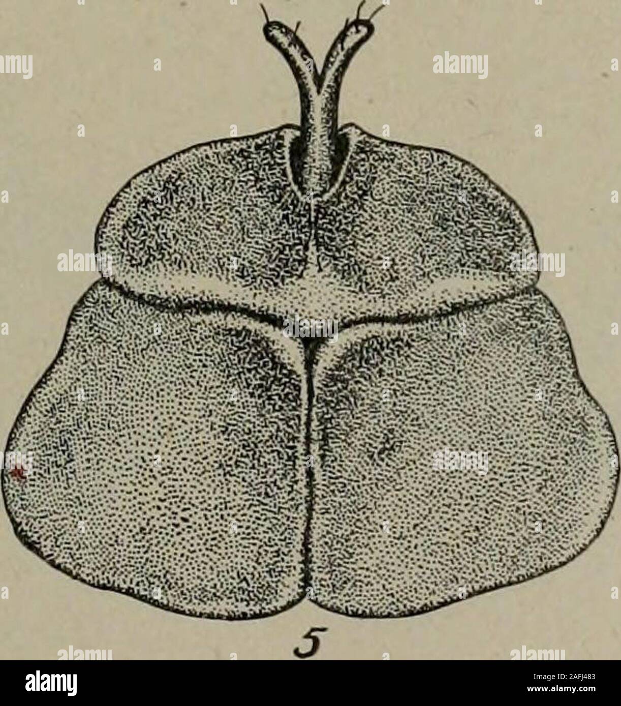 . Bulletin. Plate XLI Phyllophaga fraterna Harr., var] mississippiensis ...