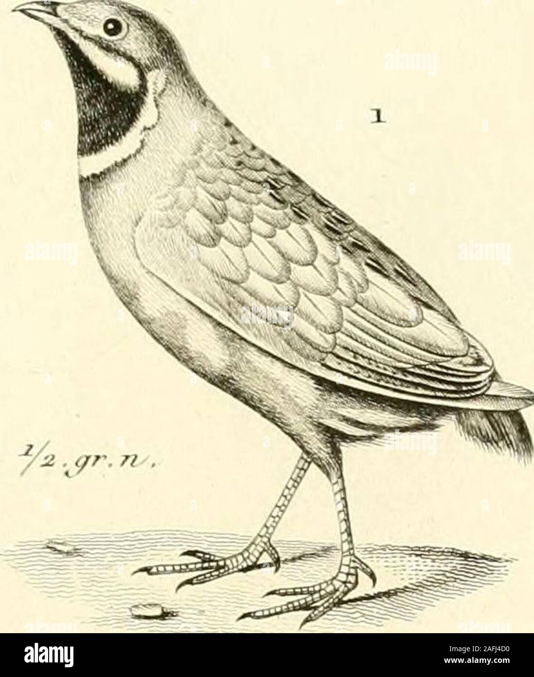 . Iconographie du règne animal de G. Cuvier, ou, Représentation d'après ...