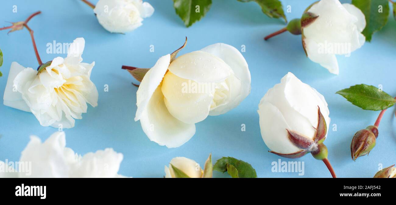 Cream roses on a light blue background close up Stock Photo - Alamy