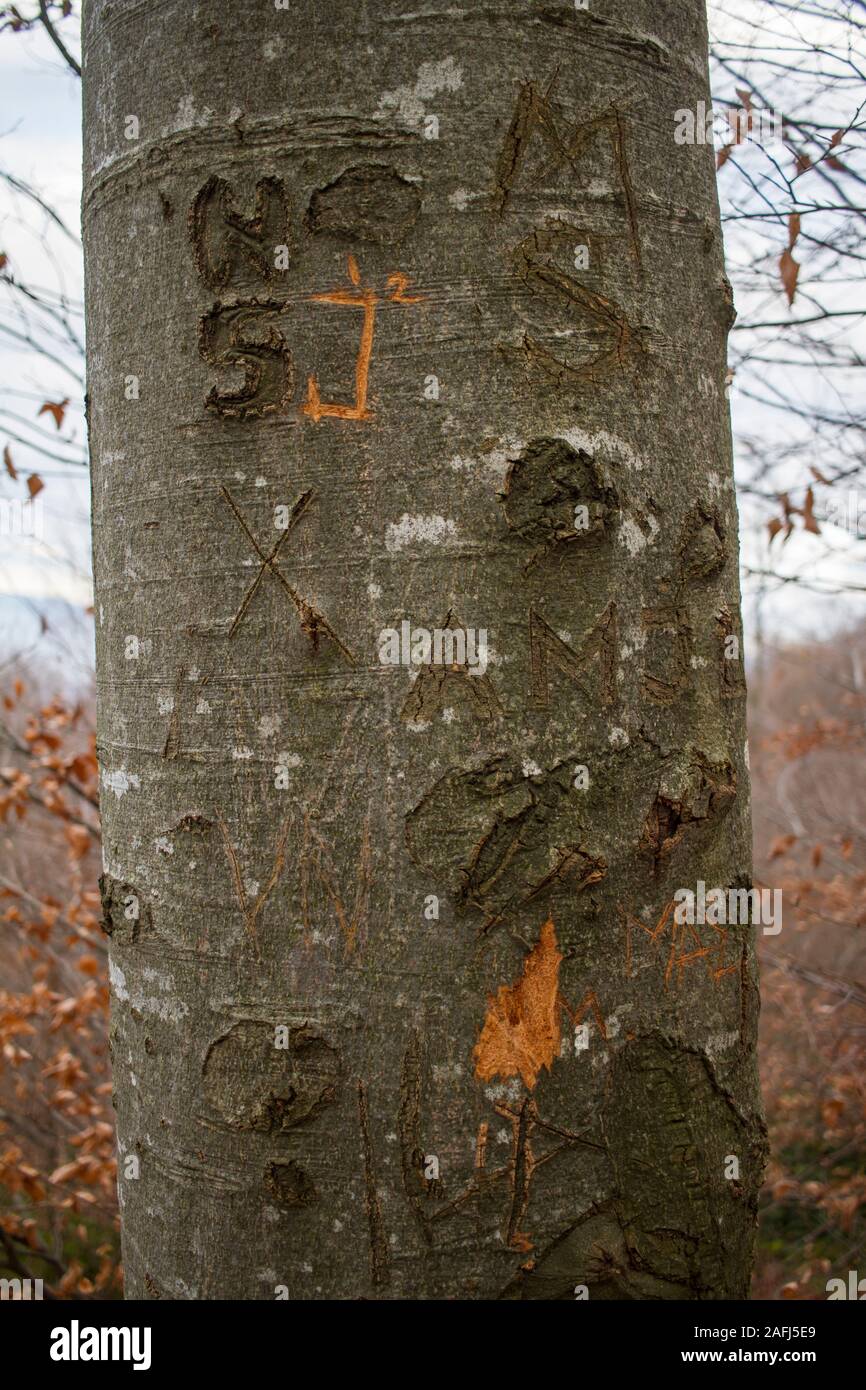 Names carved tree hi-res stock photography and images - Alamy