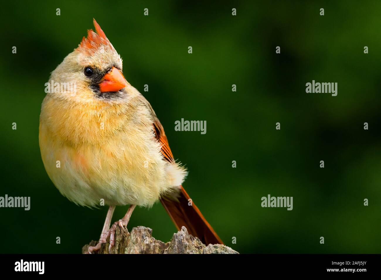 Northern Cardinal, Cardinalis cardinalis. Female with a raised crest ...