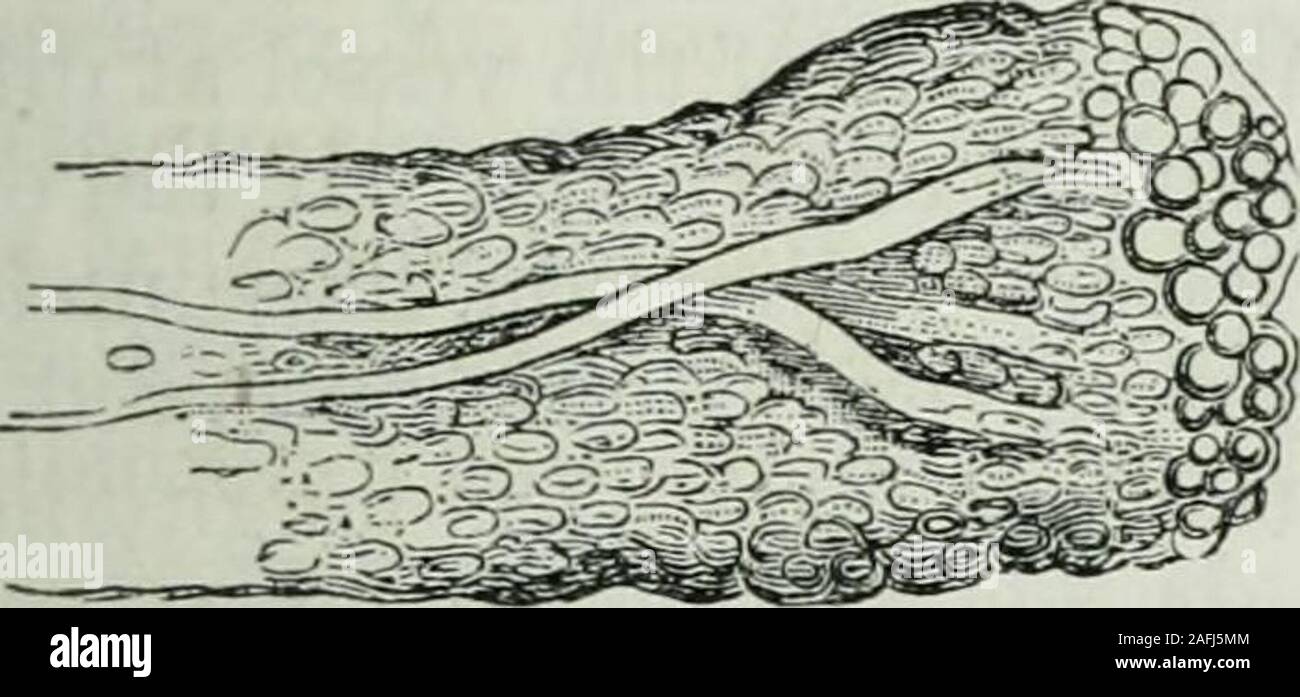 Cisterna chyli hi-res stock photography and images - Alamy