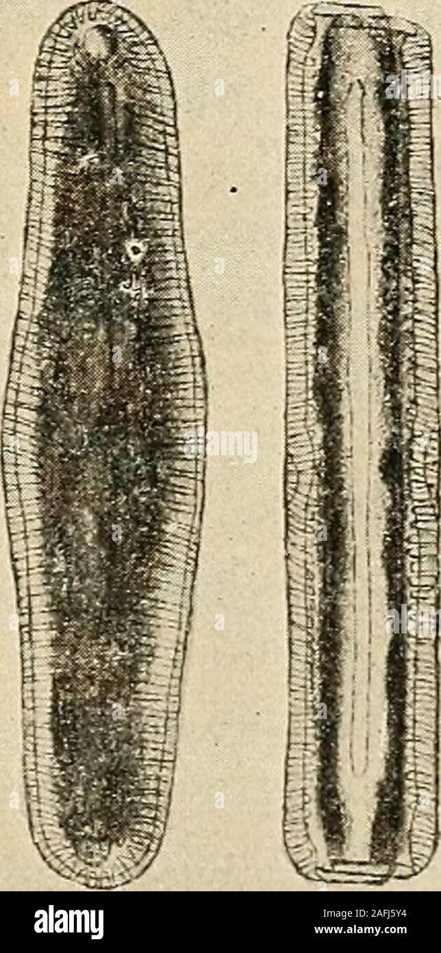 Oscillatoria Microscope Slide