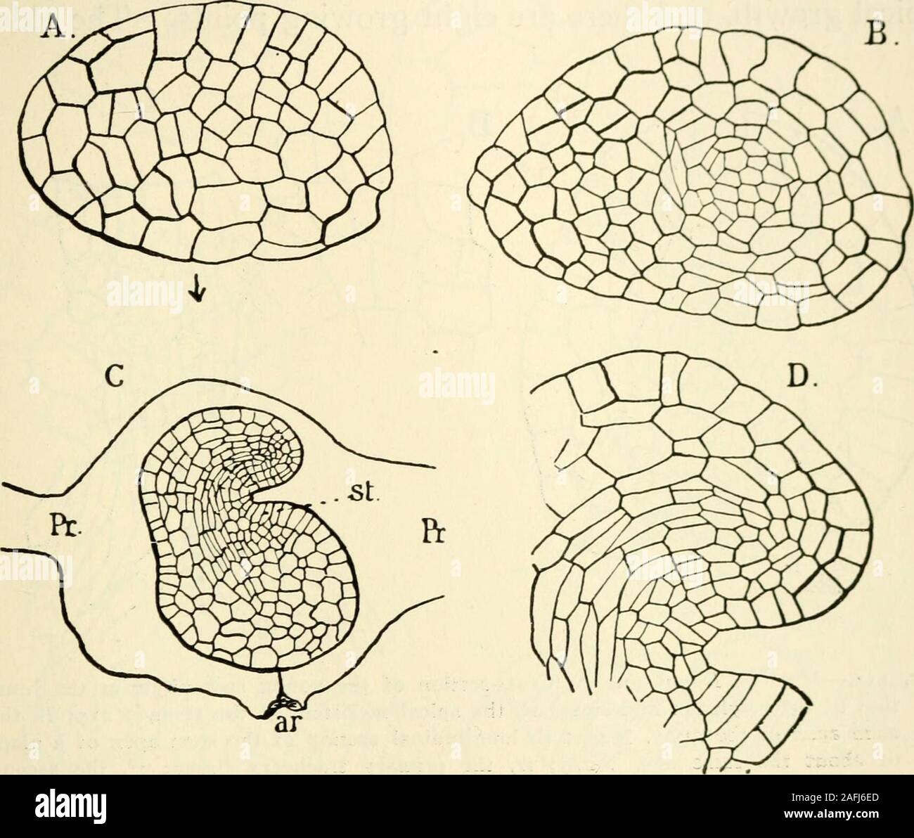 Archegonium hi-res stock photography and images - Alamy