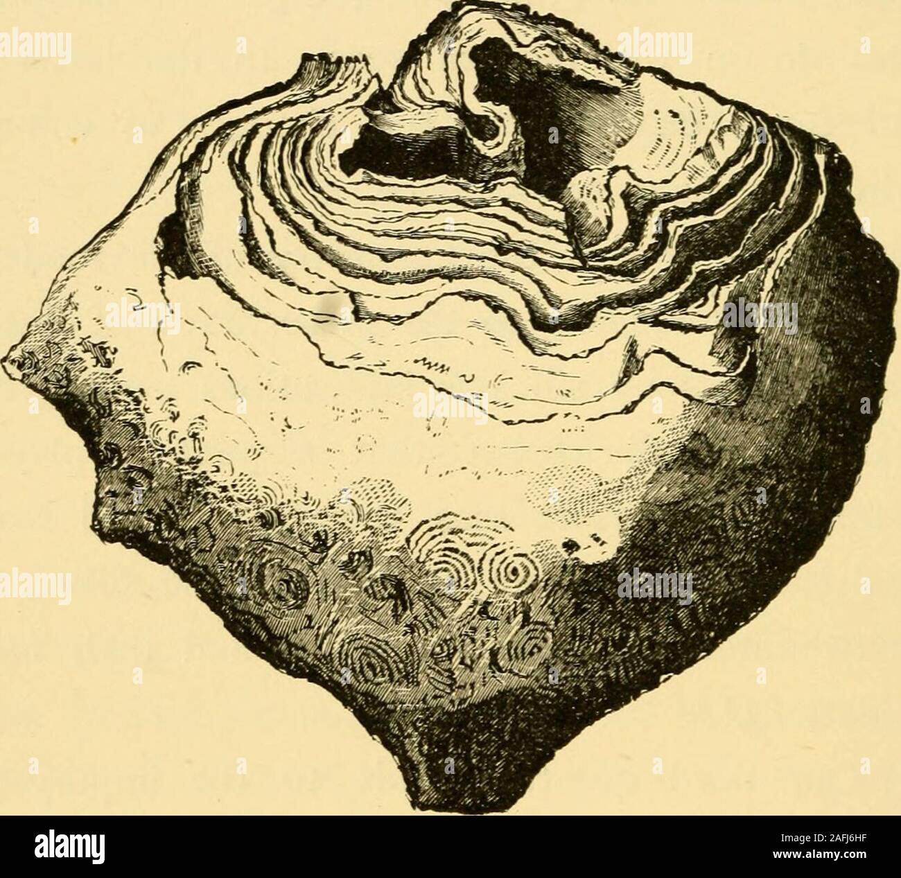 . Relics of primeval life, beginning of life in the dawn of geological ...