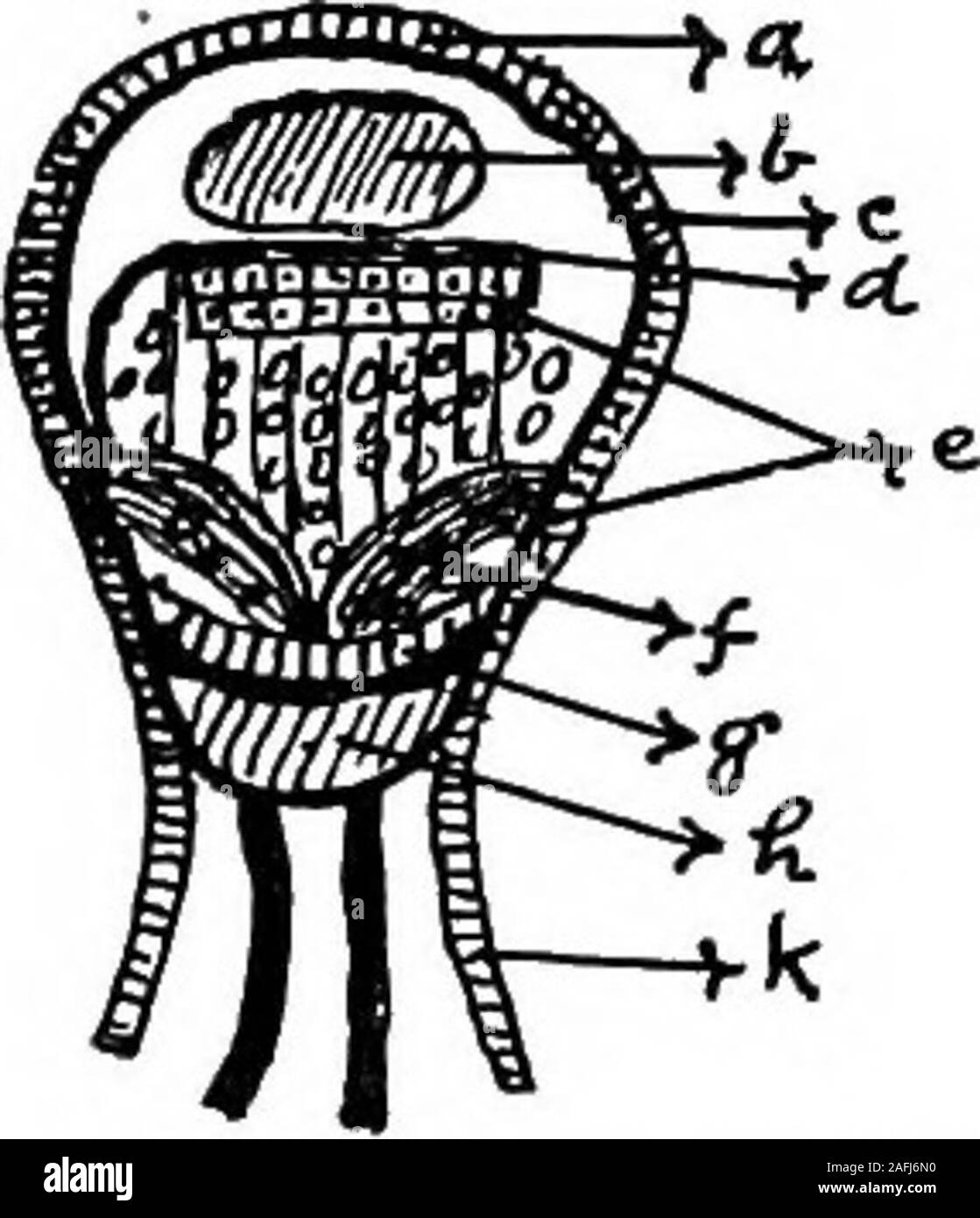 Otoliths hi-res stock photography and images - Alamy