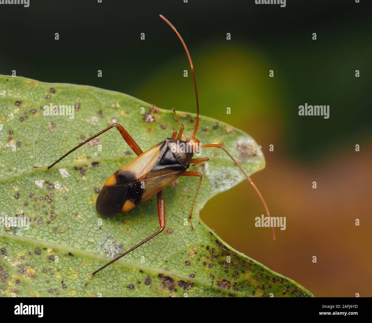 Megacoelum infusum mirid bug sitting on underside of oak leaf hi-res ...