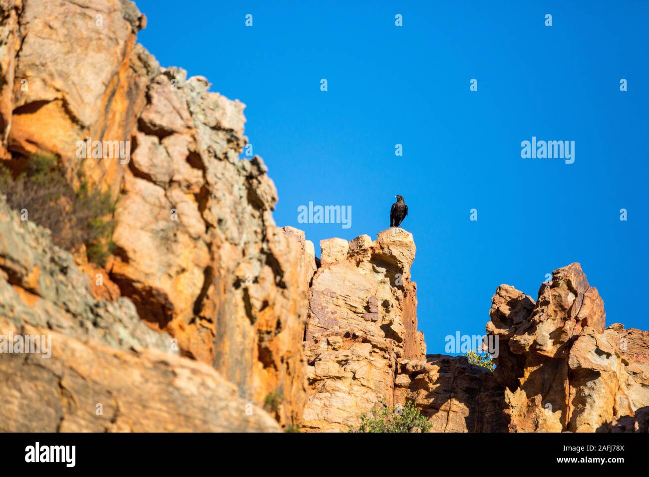 A raven sitting on top of a rock formation, Cederberg Wilderness Area ...