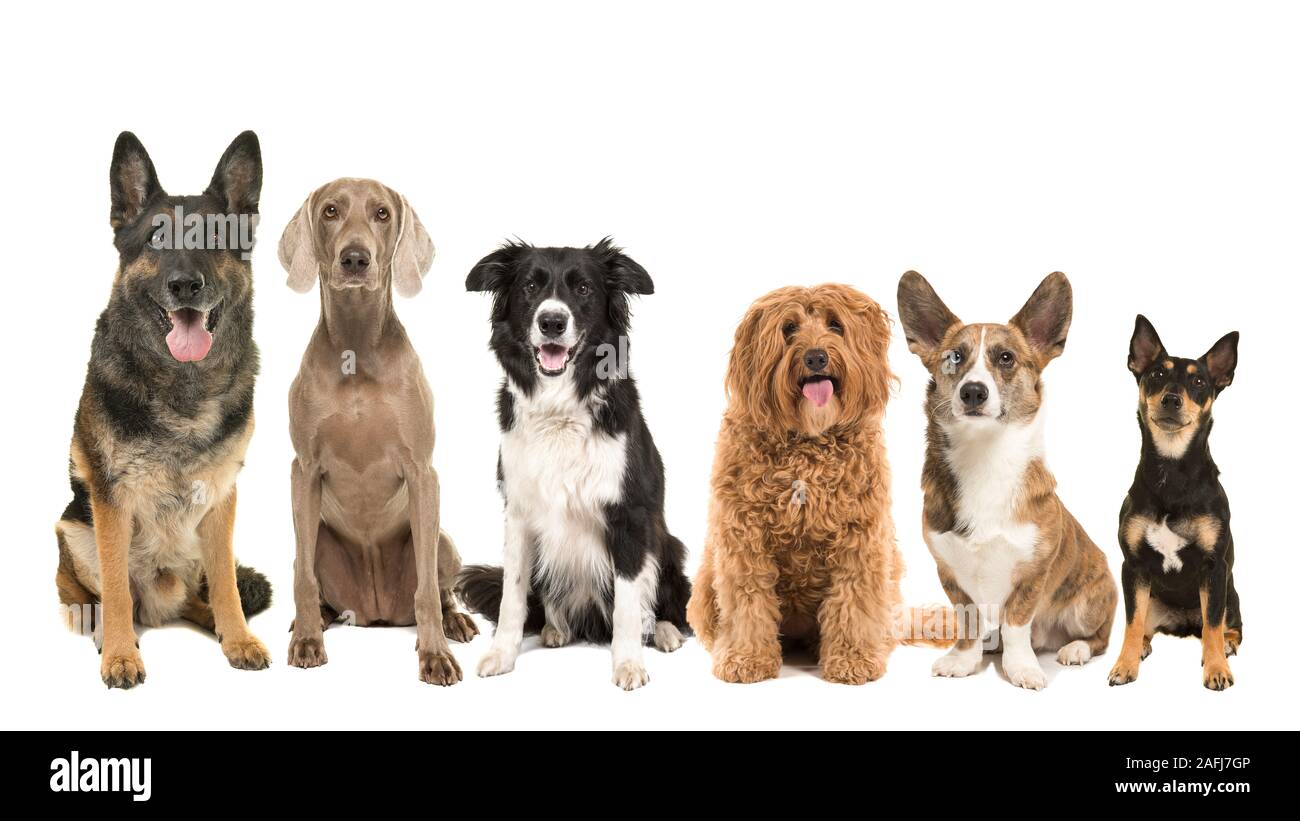Breeds Of Dogs High Resolution Stock Photography and Images - Alamy