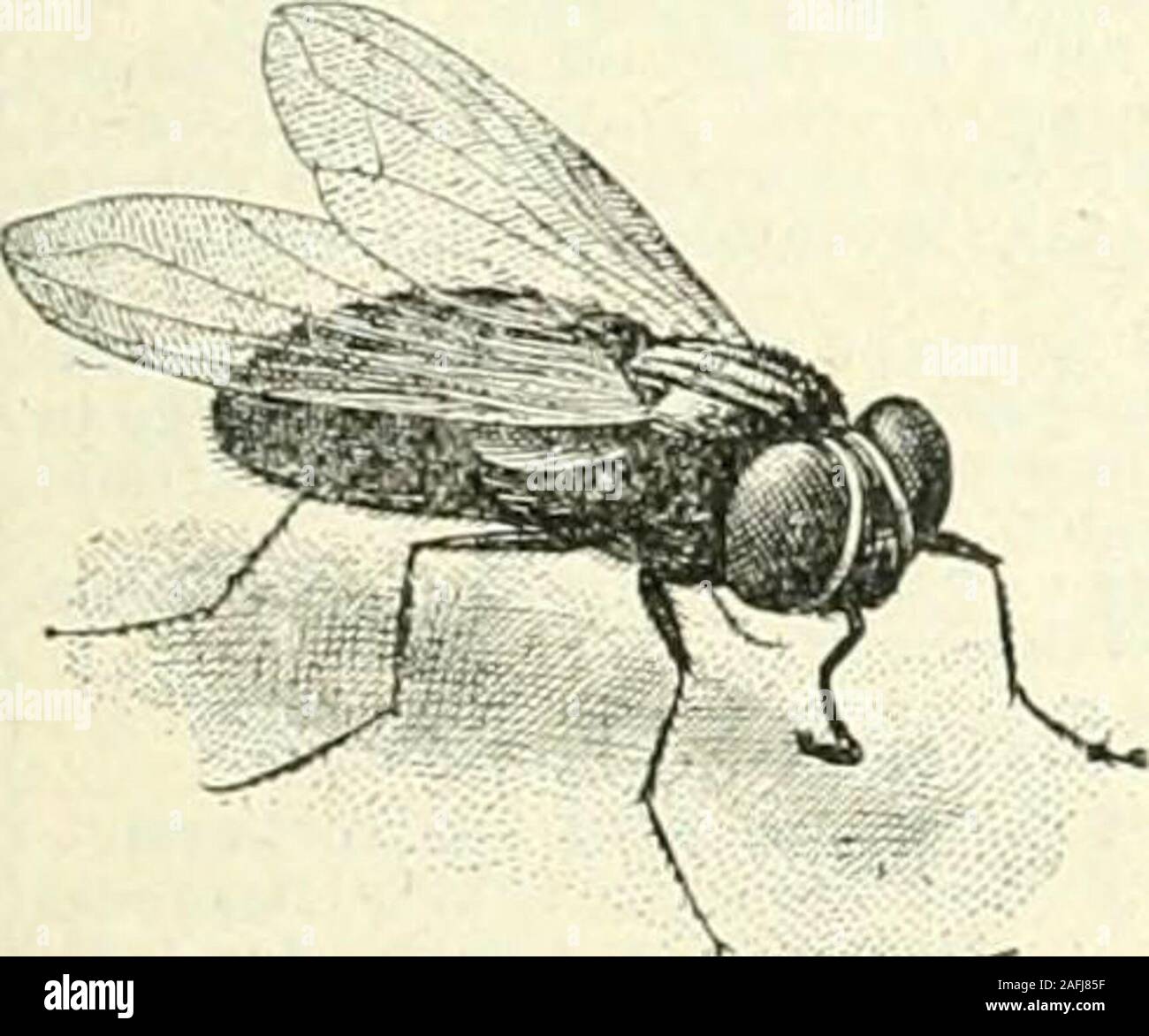 Cannot fly cant fly hi-res stock photography and images - Alamy