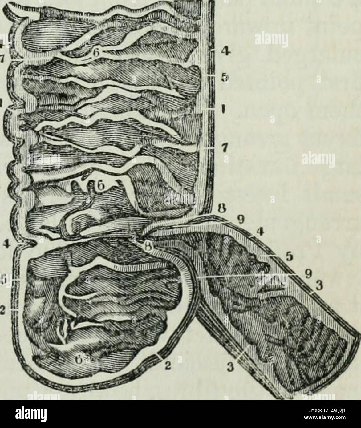 . Human physiology. f the jejunum. In the lefthypochondre, the colon ...