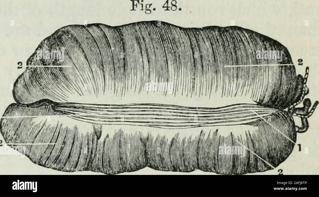 Fieces hi-res stock photography and images - Alamy