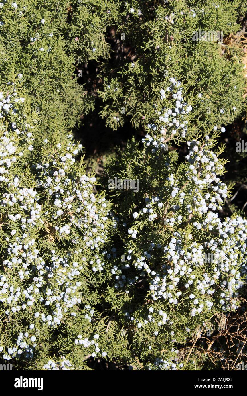 Seeds cones of this Southern Mojave Desert native plant, California ...