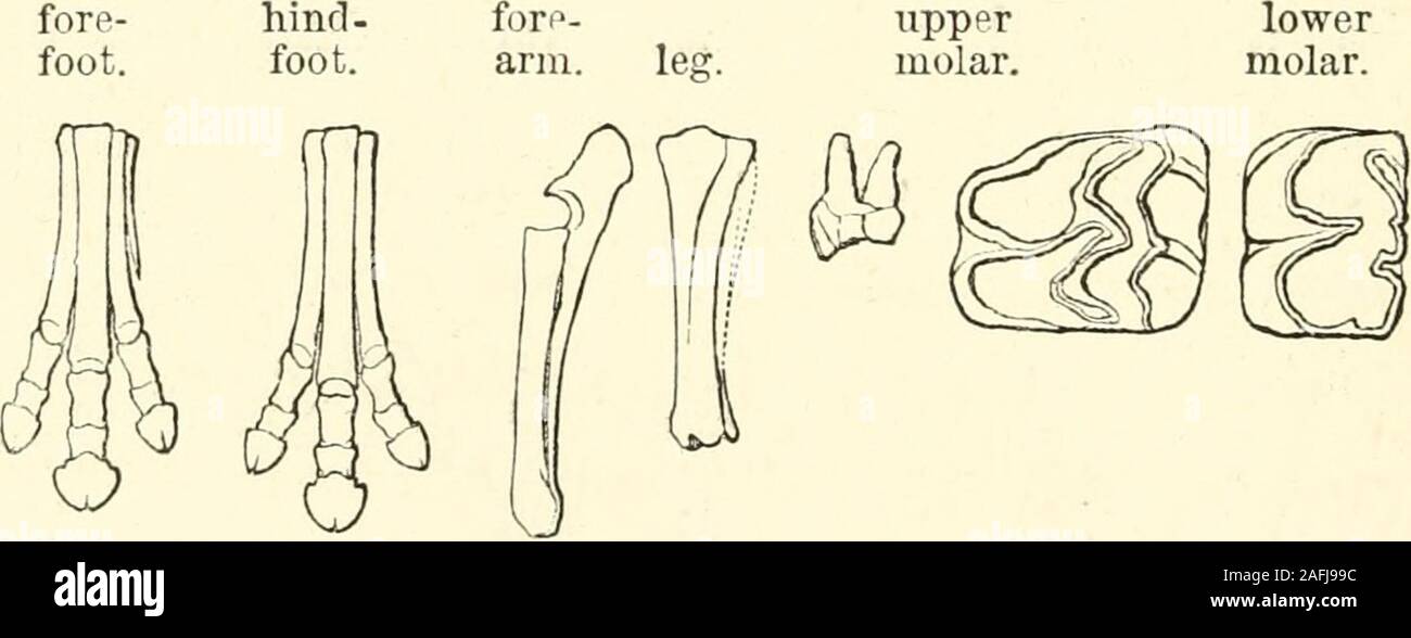 Miohippus hi-res stock photography and images - Alamy