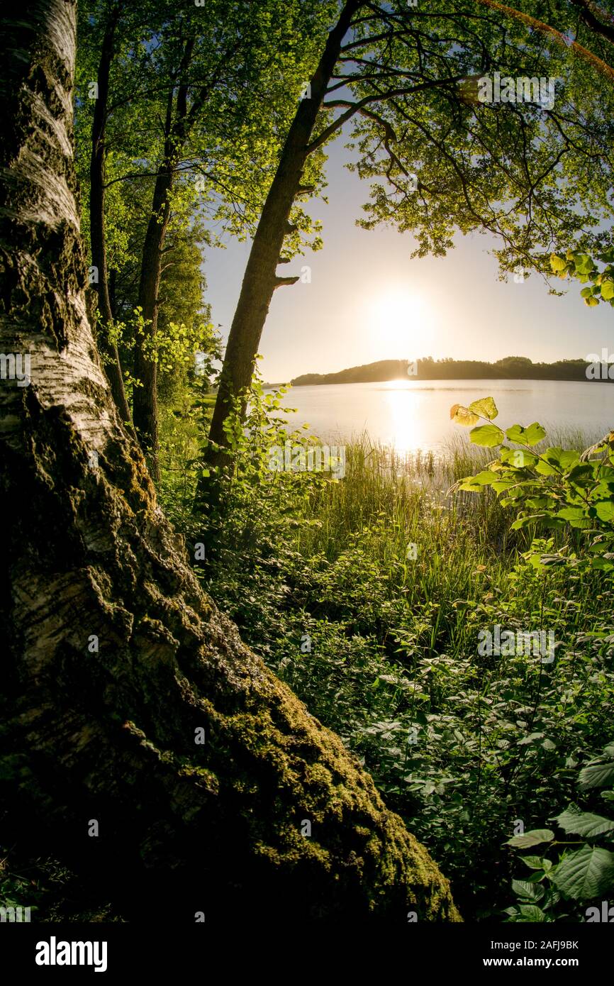 Natural forest in the warm light of the morning sun Stock Photo - Alamy
