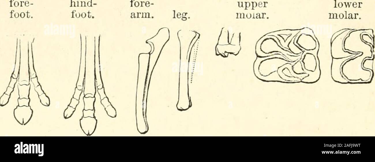 . The Bible and science. Fig. 176.—Protohippus (Hipparion). on both the ...