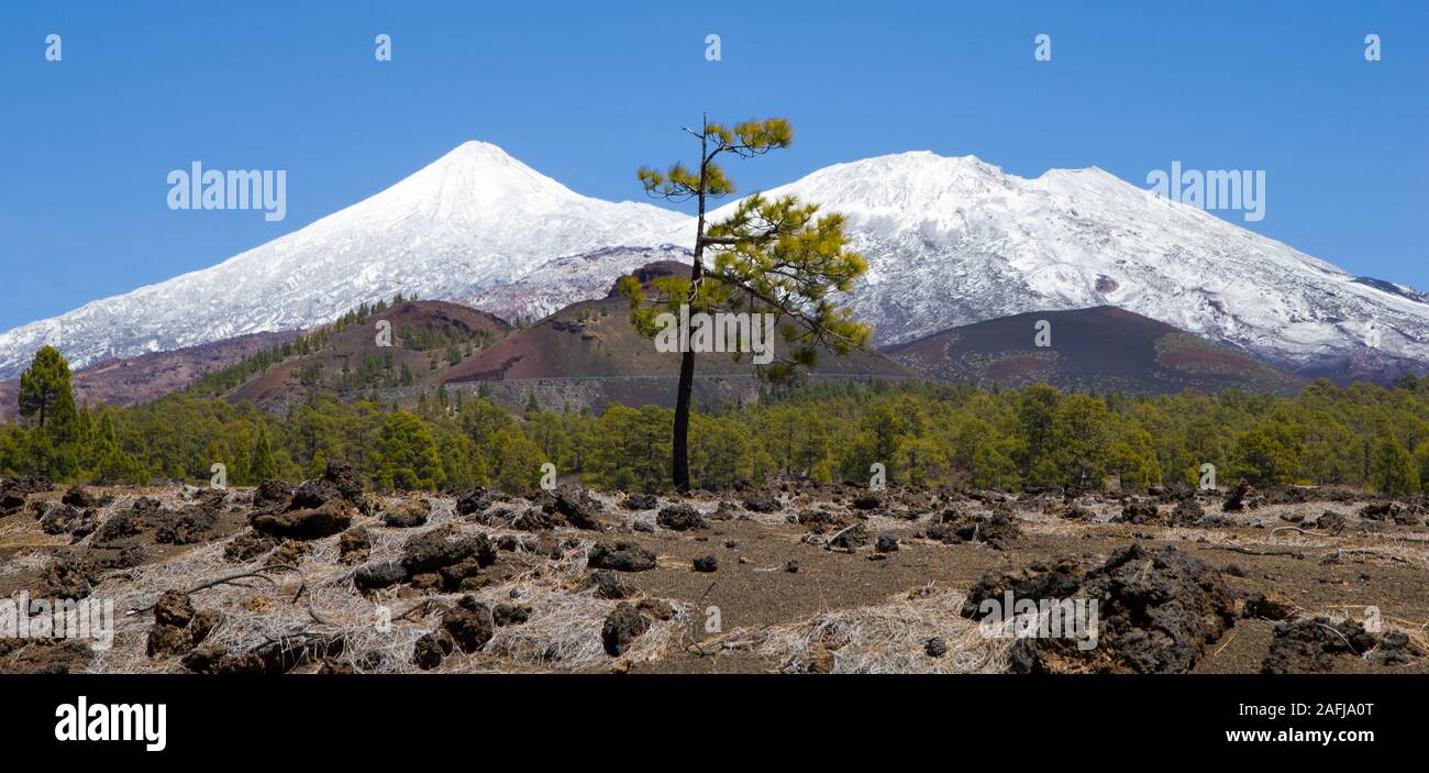Snow-covered volcano with trees and fir trees Stock Photo - Alamy