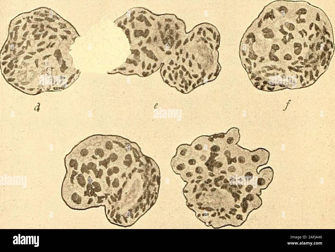 Schizonts hi-res stock photography and images - Alamy