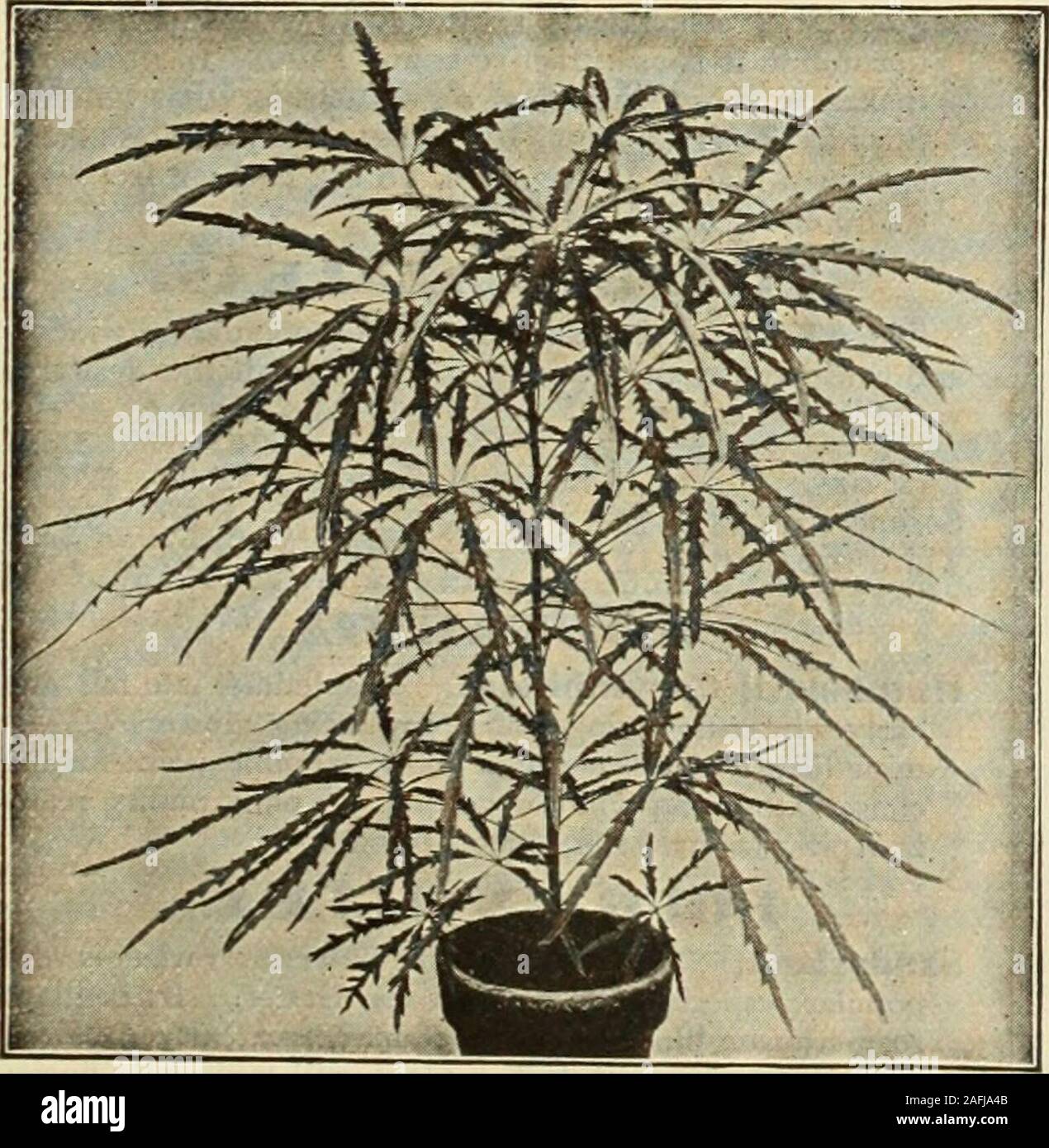 . Dreer's garden book 1915. Aralia Elegantissima. Ananas (Variegated ...