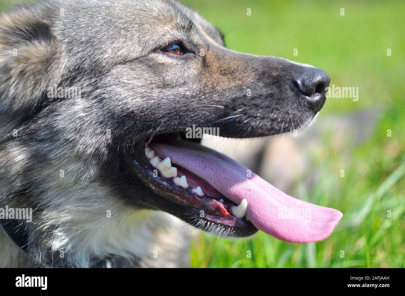 Closeup dog head hi-res stock photography and images - Alamy
