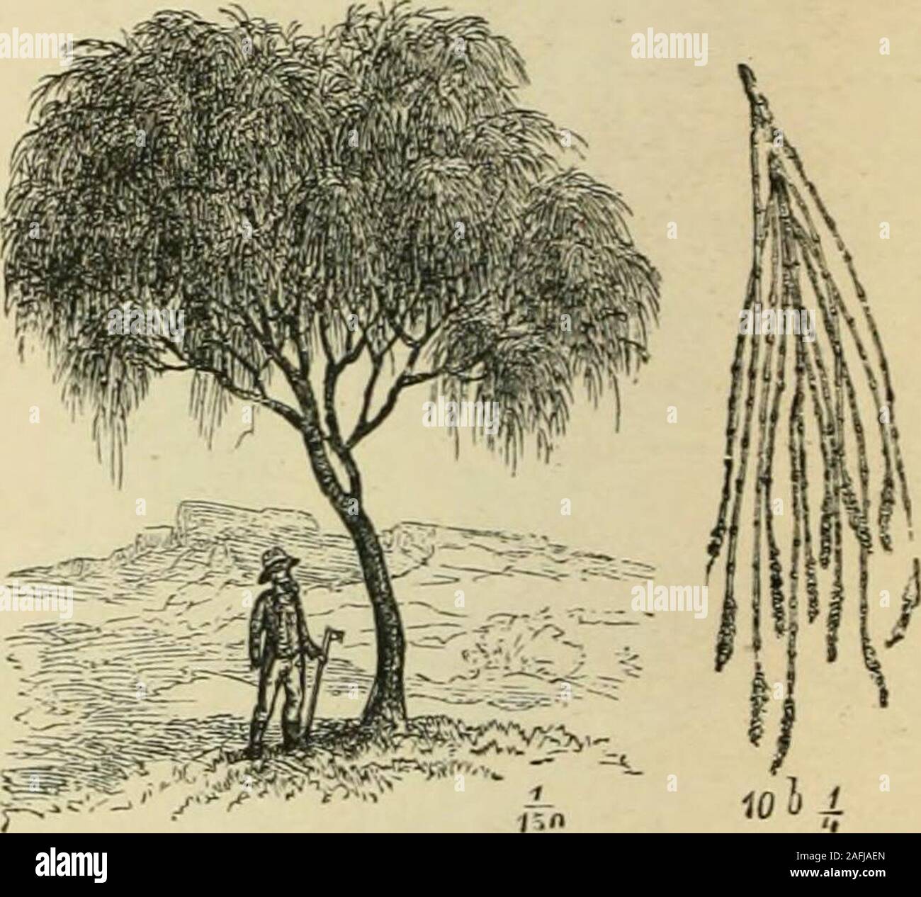 Taro plants australia hi-res stock photography and images - Alamy